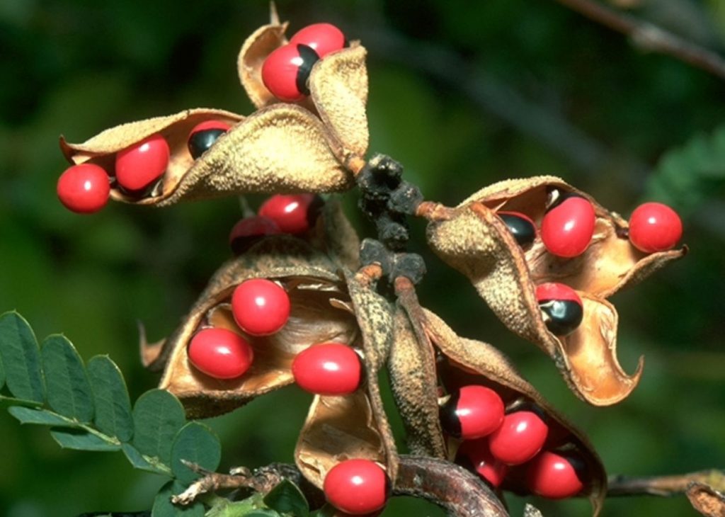 Abrus precatorius- Abrina – Natură
