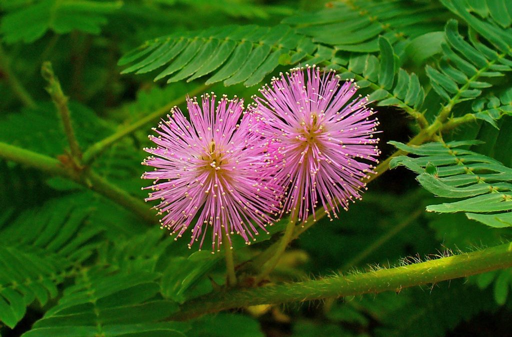 Acacia catechu- Katha – Natură