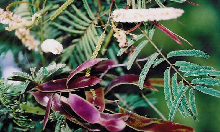 Acacia catechu- Katha – Natură