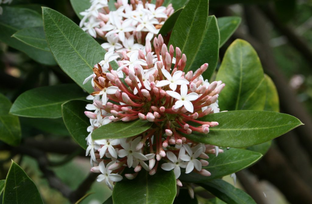 Acokanthera oblongifolia- Arbustul de ceară – Natură