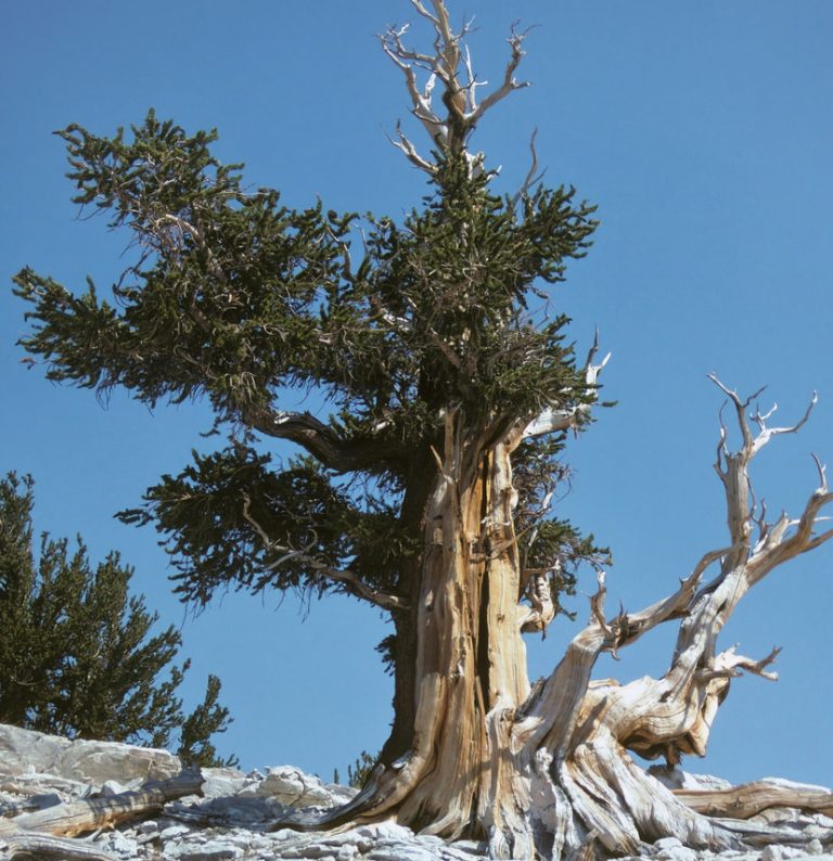 Cei mai bătrâni copaci din România – Natură