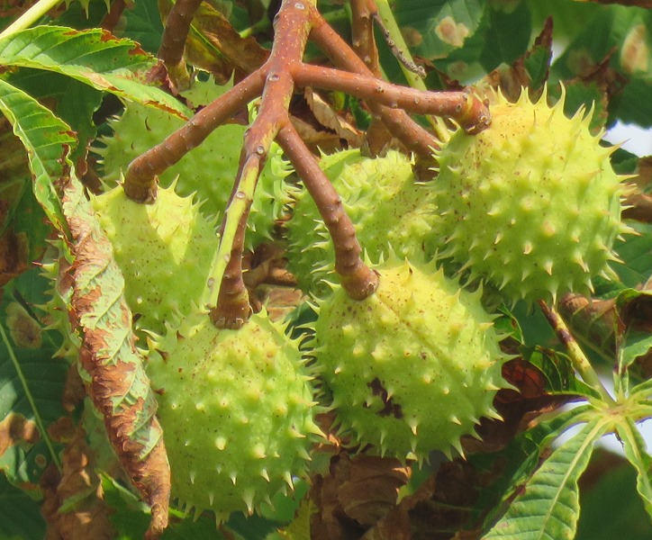 Aesculus hippocastanum- Castanul porcesc – Natură