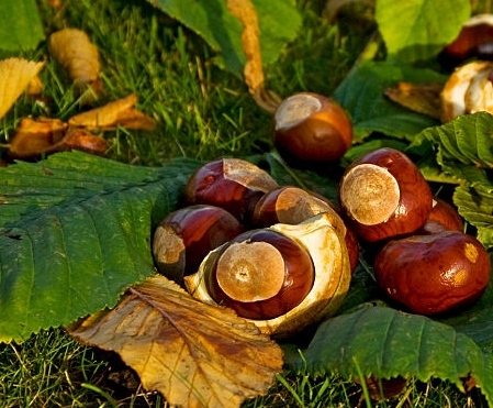 Aesculus hippocastanum- Castanul porcesc – Natură