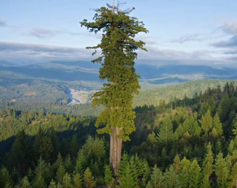 Cei mai bătrâni copaci din România – Natură