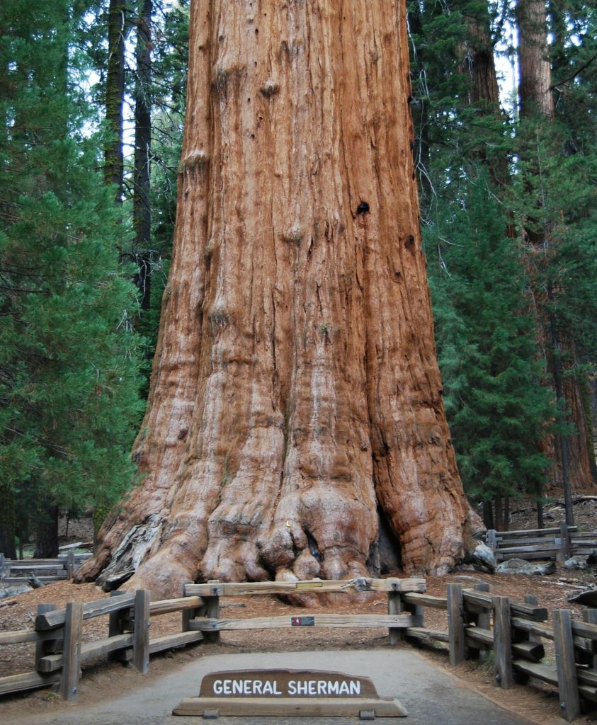 Cei mai bătrâni copaci din România – Natură