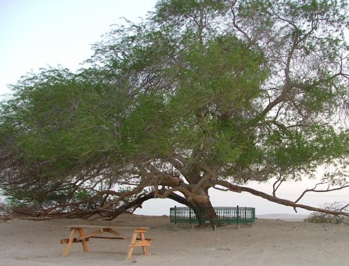 Cei mai bătrâni copaci din România – Natură