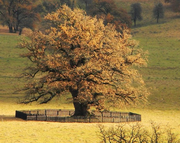 Cei mai bătrâni copaci din România – Natură