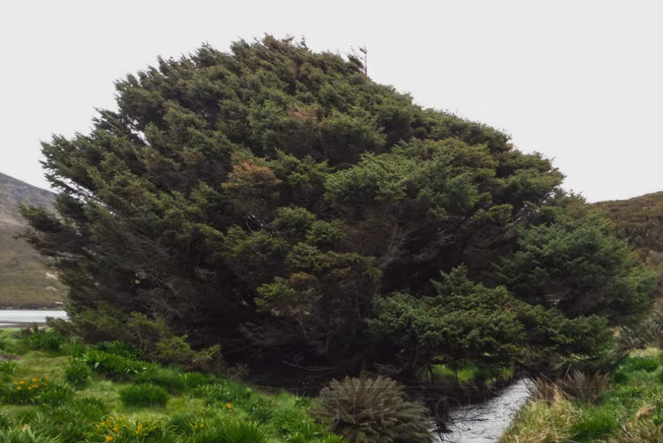 Cei mai bătrâni copaci din România – Natură