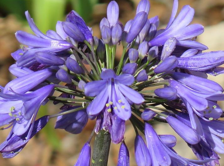 Agapanthus africanus- Crinul african – Natură