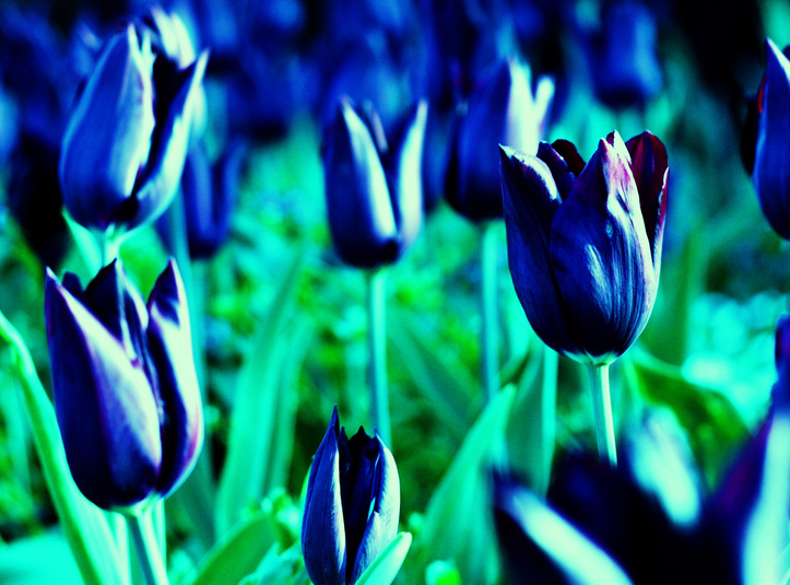 Curiozităţi despre Lalele – Natură