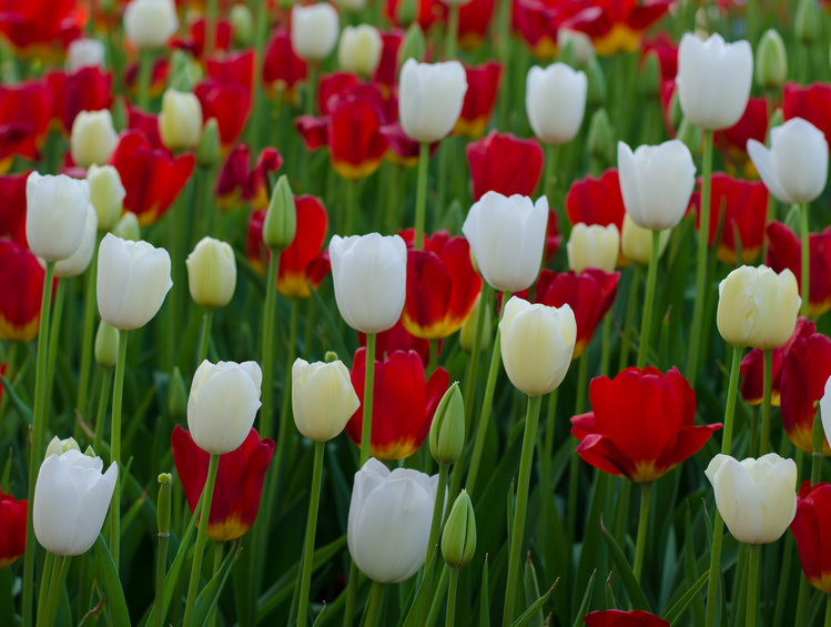 Curiozităţi despre Lalele – Natură