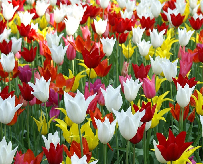 Curiozităţi despre Lalele – Natură