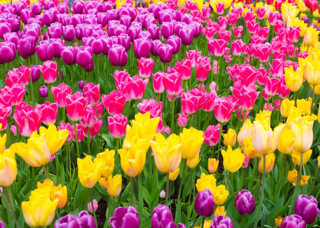 Curiozităţi despre Lalele – Natură