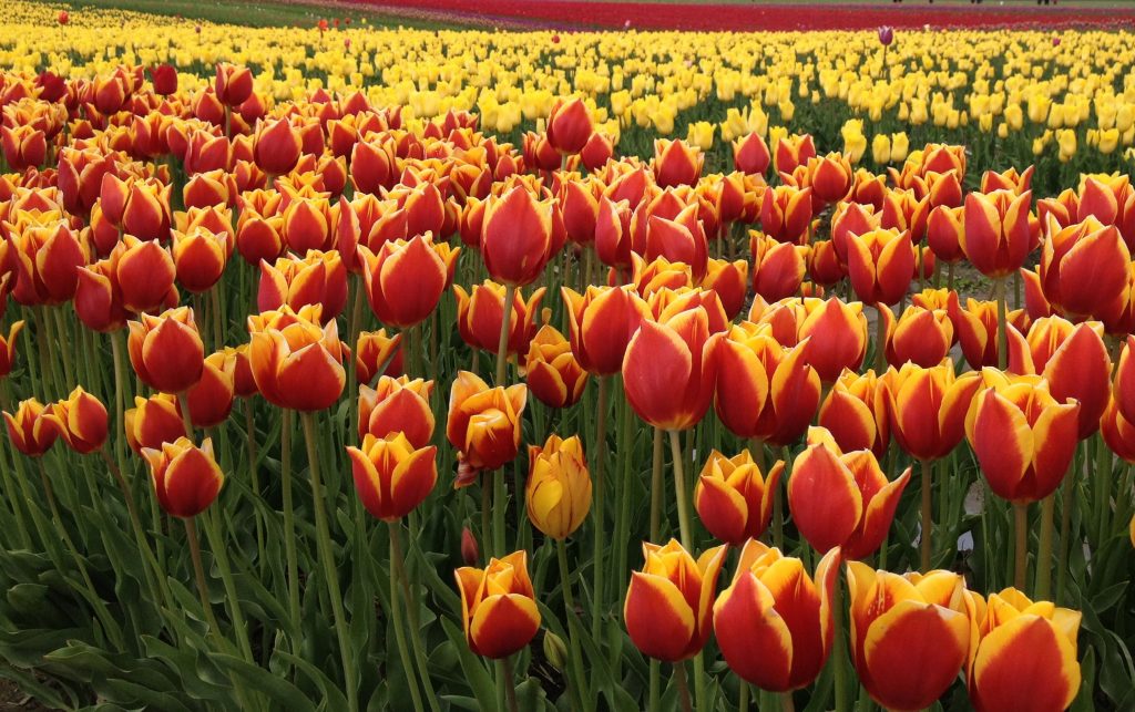 Curiozităţi despre Lalele – Natură