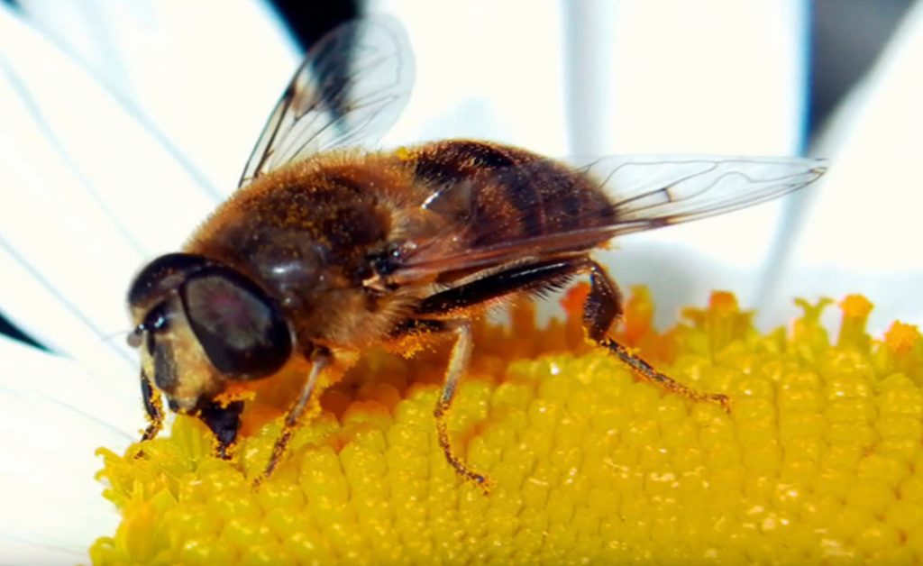 Polenul- „alimentul complet” – Natură