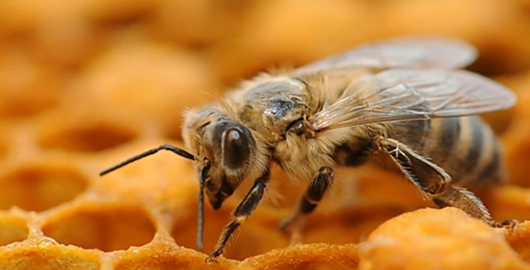 Polenul- „alimentul complet” – Natură