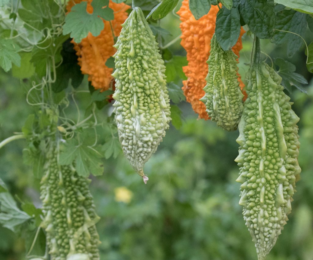 Castravetele şi cele mai neobişnuite soiuri – Natură