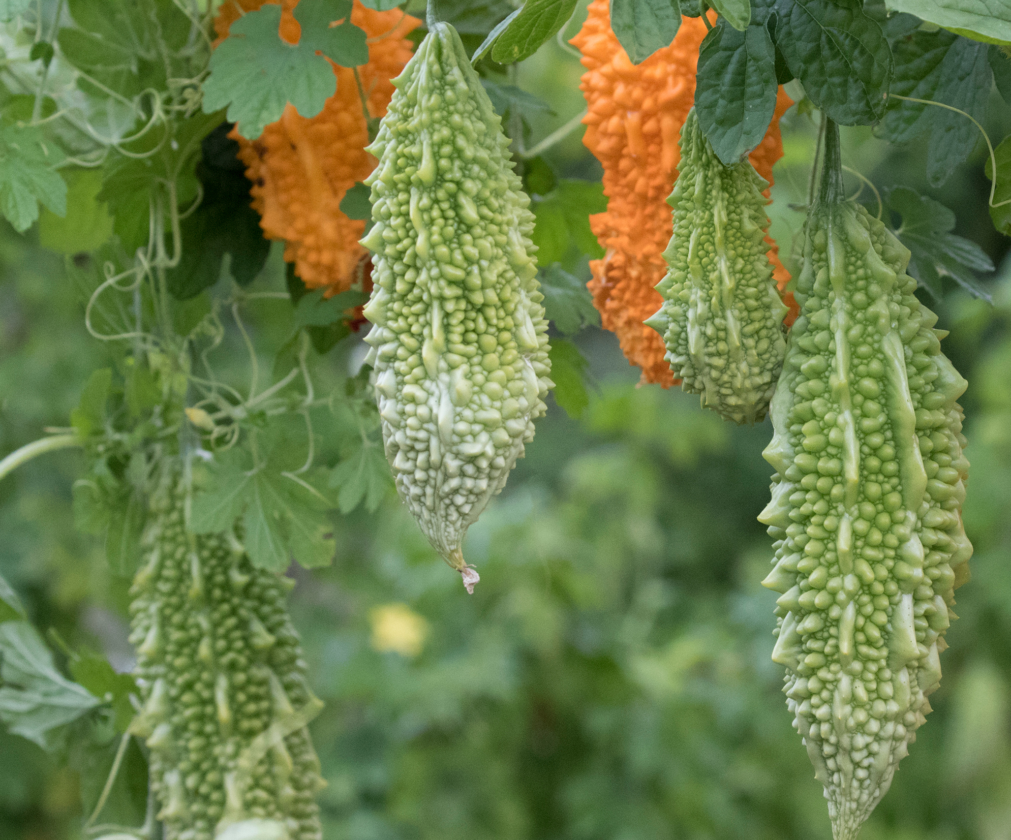 Castravetele şi cele mai neobişnuite soiuri – Natură