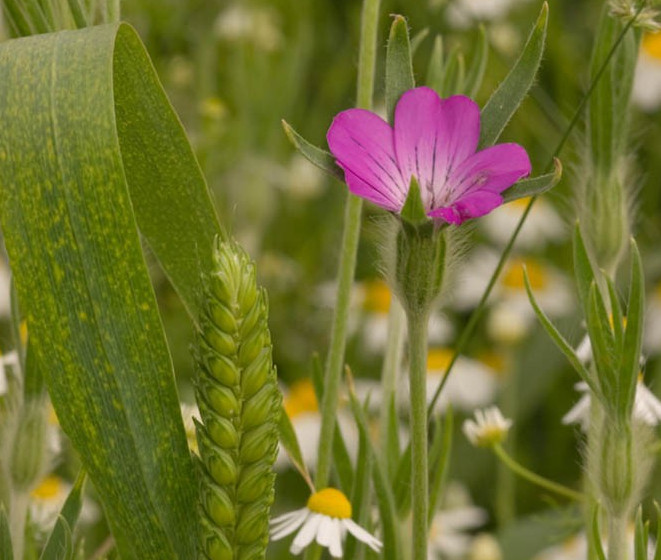 Agrostemma githago- Neghina – Natură