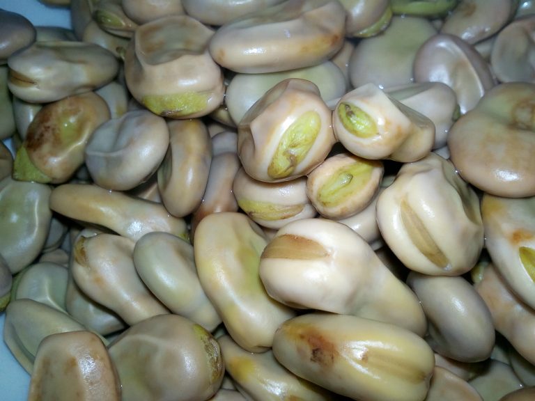 Bobul- ce este şi cum se găteşte? – Natură