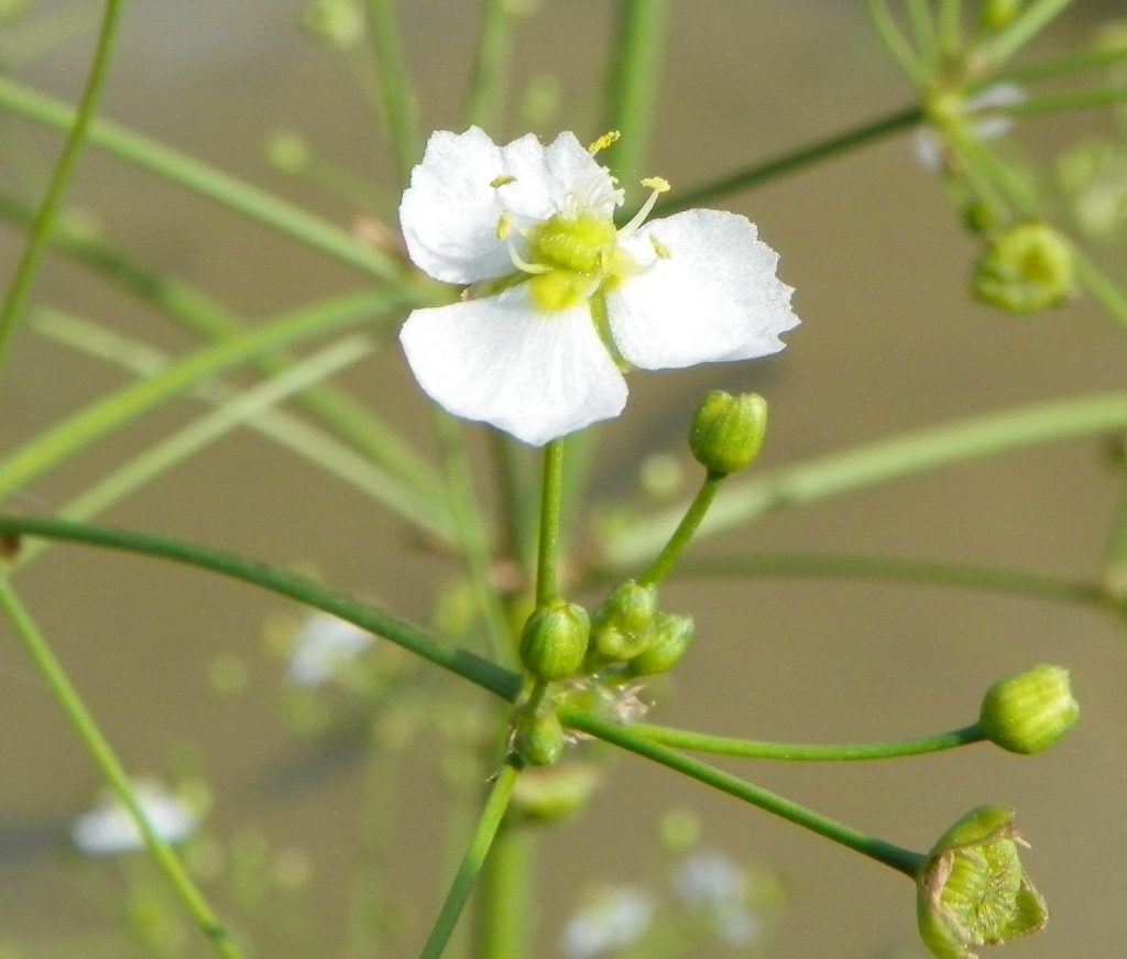 Alisma plantago-aquatica – Brâncăriţa – Natură