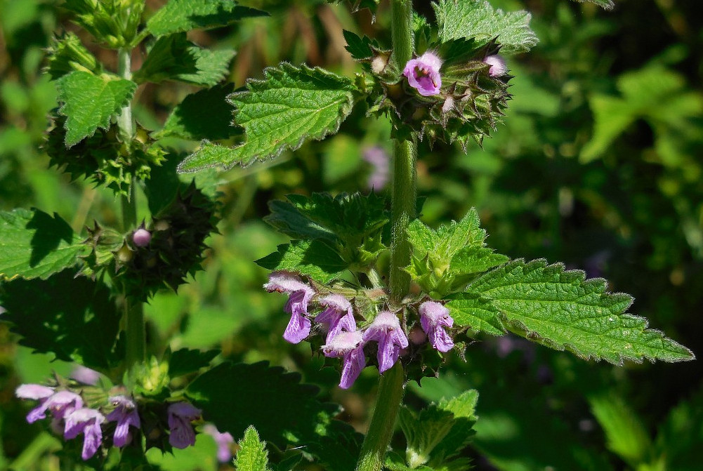 Ballota nigra- Cătuşa – Natură