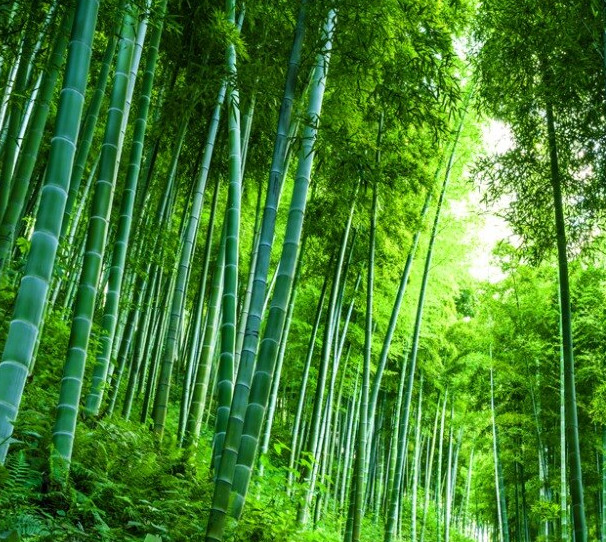 Bambusa bambos- Bambusul – Natură