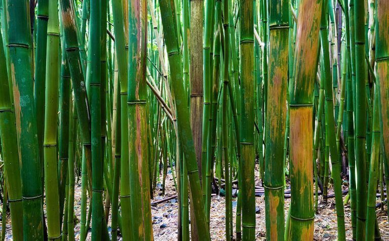 Bambusa bambos- Bambusul – Natură