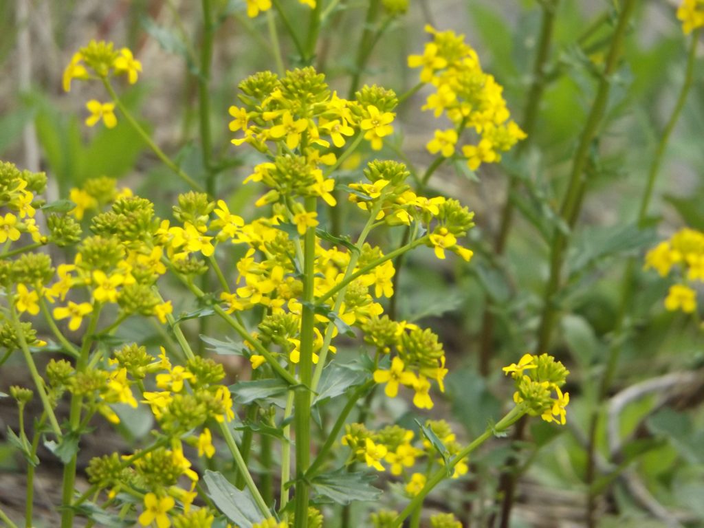 Barbarea vulgaris- Cruşăţea obişnuită – Natură