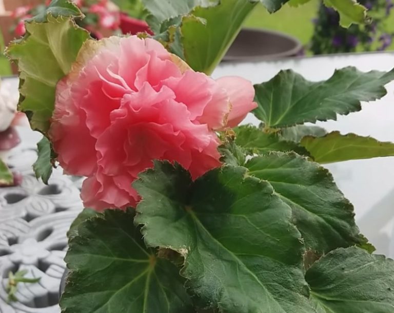 Begonia gracilis- Begonia trandafir – Natură