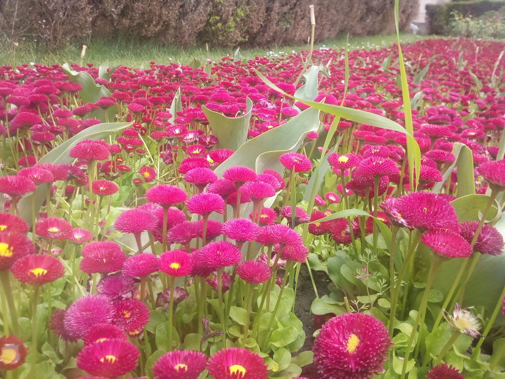 Bellis perennis- Părăluţe – Natură