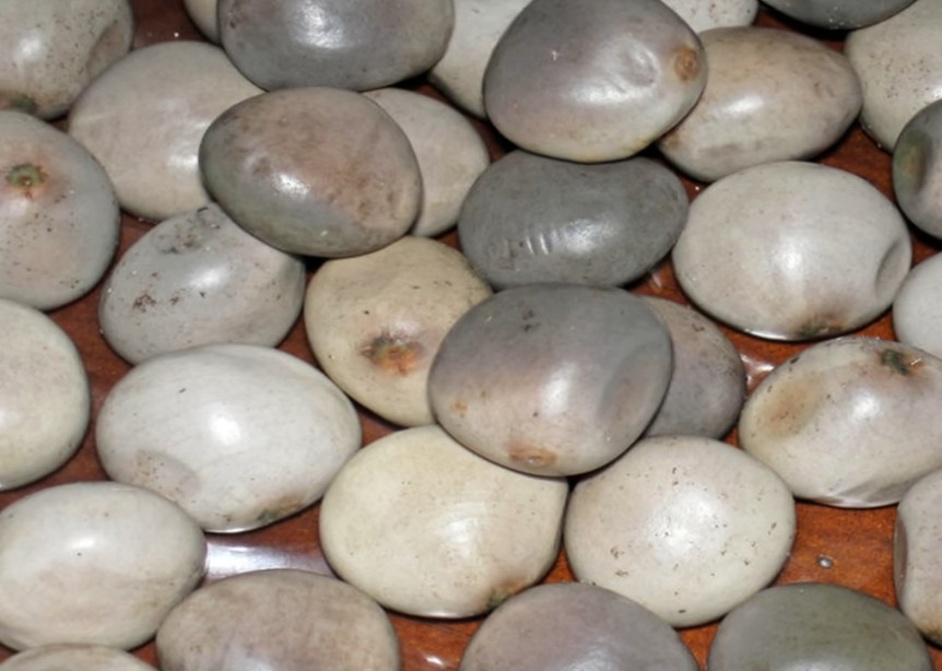 Caesalpinia bonducella- Alunul asiatic – Natură