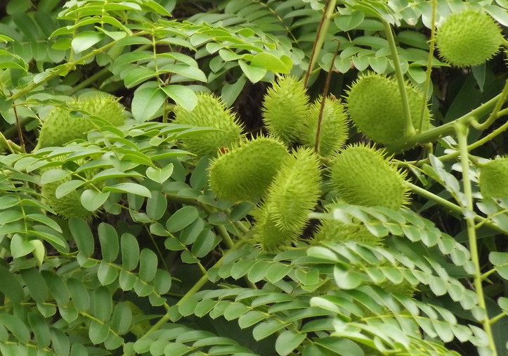 Caesalpinia bonducella- Alunul asiatic – Natură