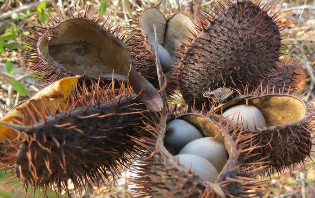 Caesalpinia bonducella- Alunul asiatic – Natură