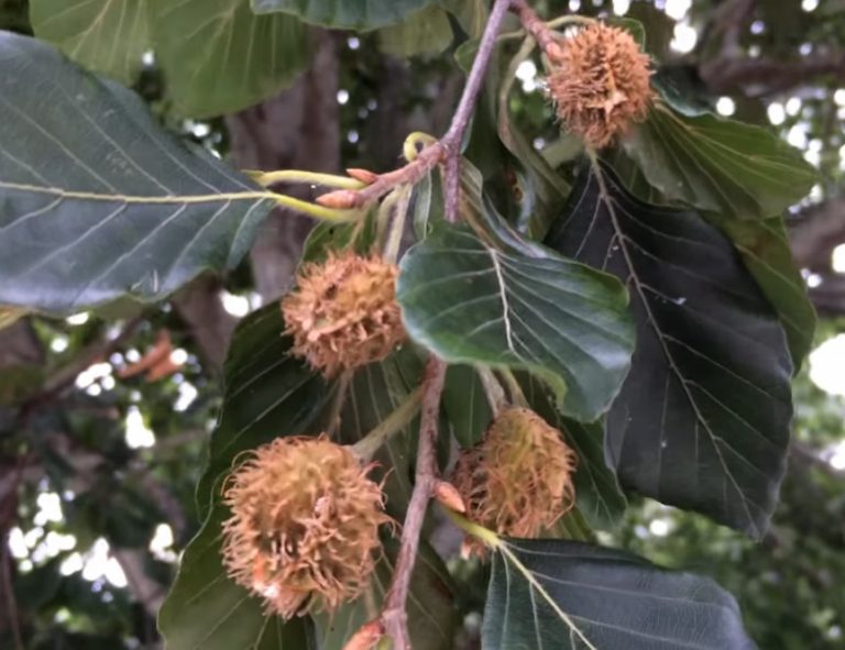Fagus sylvatica- Fagul – Natură