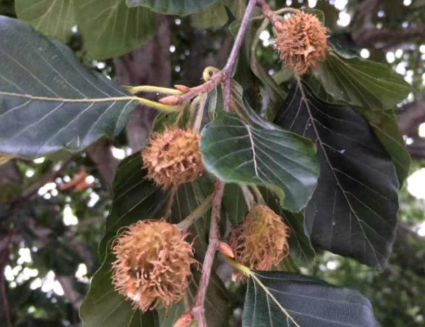 Fagus sylvatica- Fagul – Natură