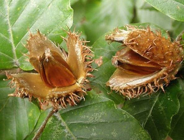 Fagus sylvatica- Fagul – Natură