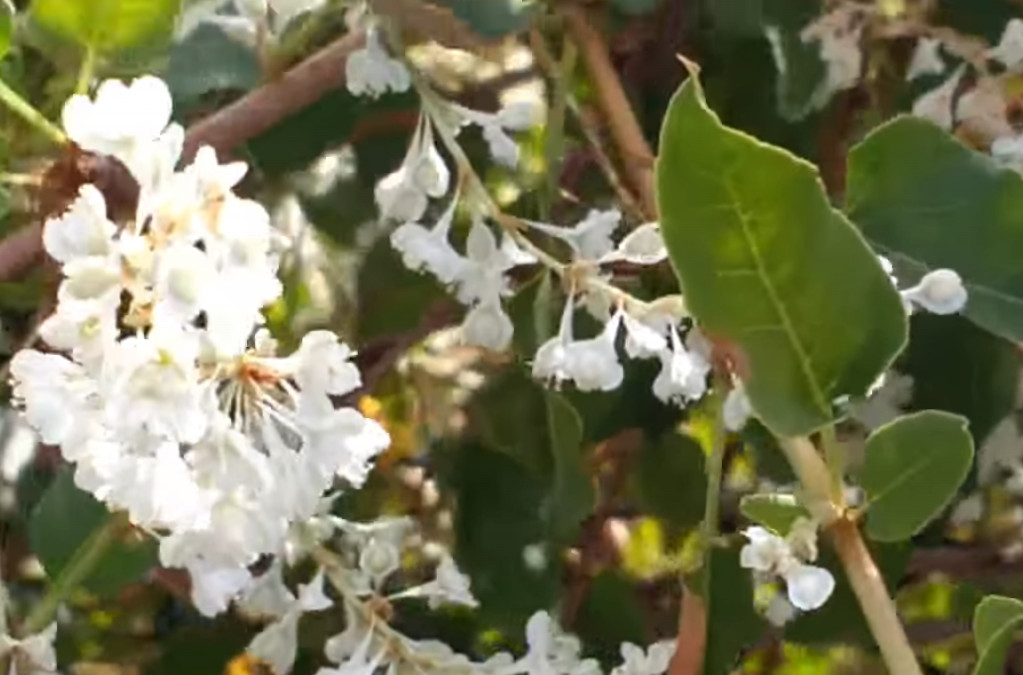 Fallopia multiflora- Falopia – Natură