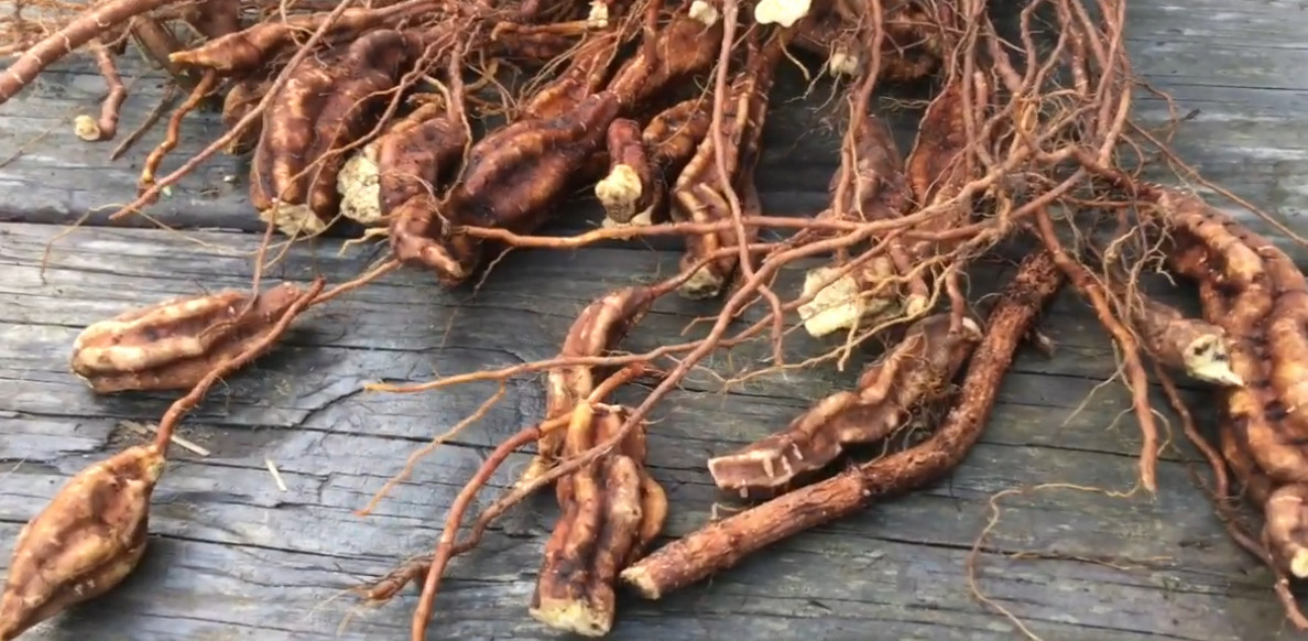 Fallopia multiflora- Falopia – Natură