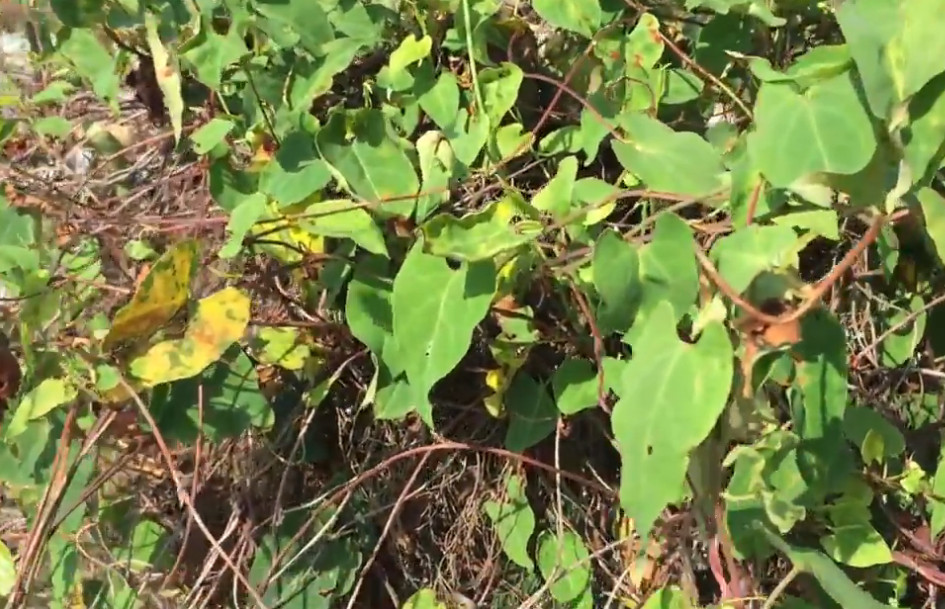 Fallopia multiflora- Falopia – Natură