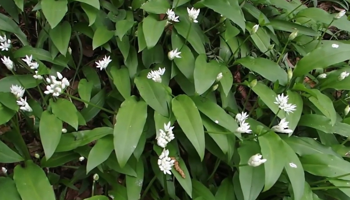 Allium ursinum- leurda – Natură