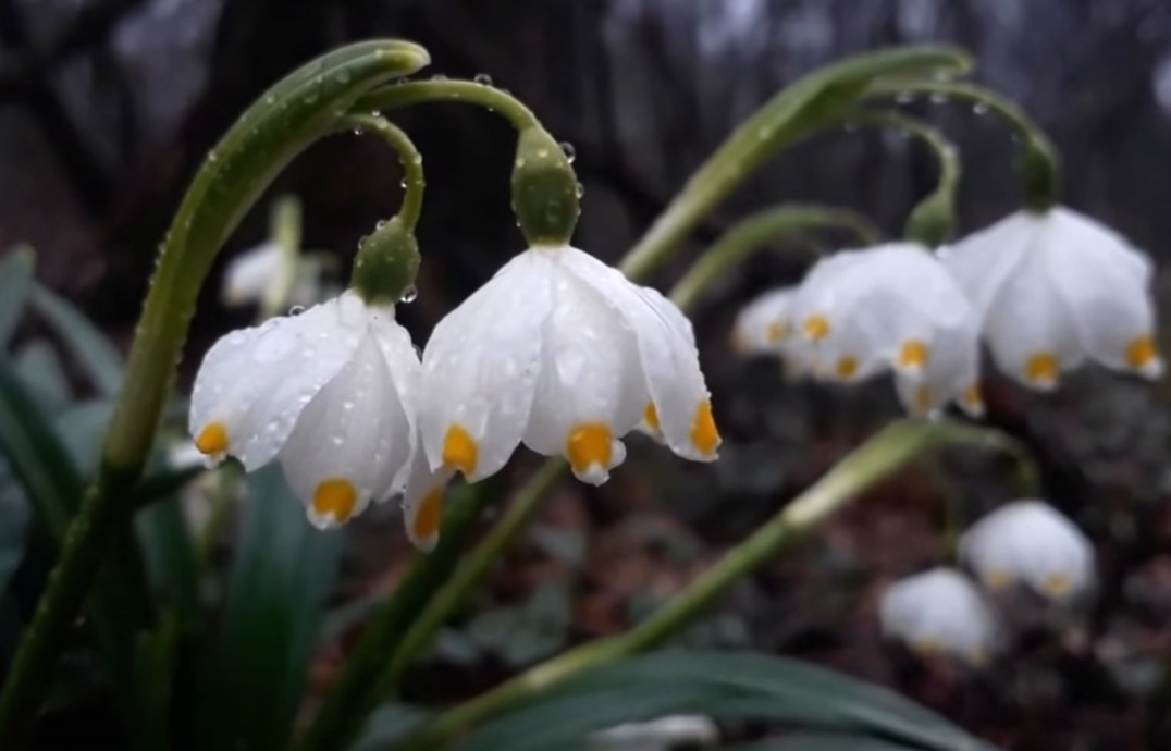 Galanthus nivalis- Ghiocelul – Natură