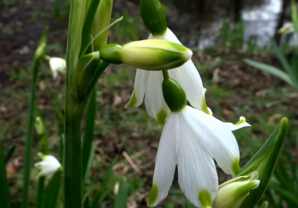 Galanthus nivalis- Ghiocelul – Natură