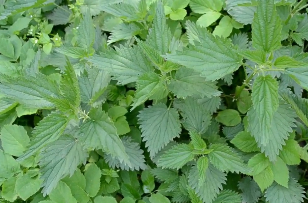 Urtica dioica- Urzica mare – Natură