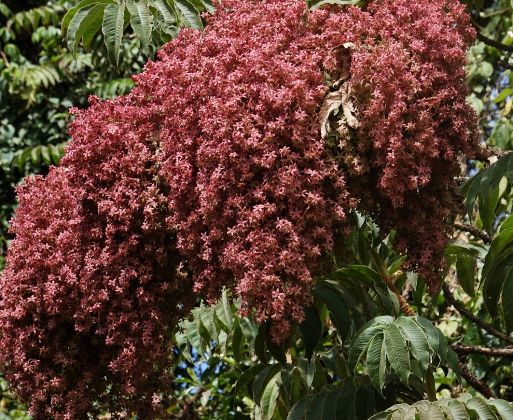Hagenia abyssinica- Arborele Koso – Natură