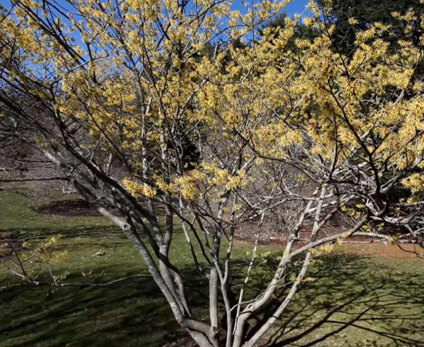 Hamamelis virginiana- Hamamelis – Natură