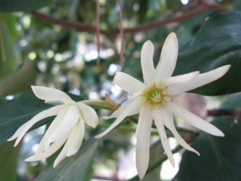 Illicium verum- Anasonul stelat – Natură