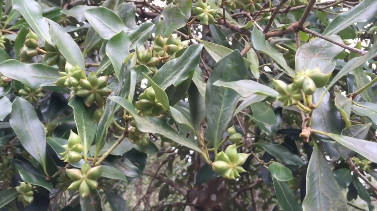 Illicium verum- Anasonul stelat – Natură