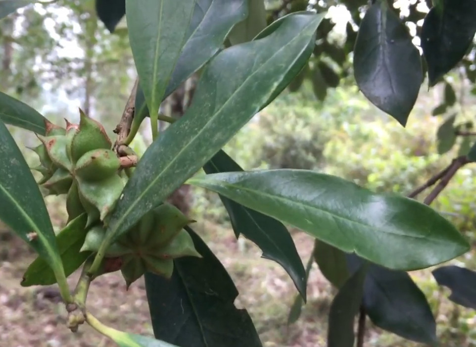 Illicium verum- Anasonul stelat – Natură