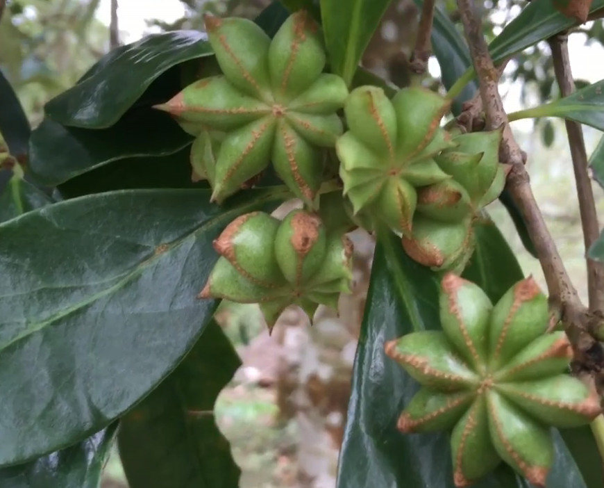 Illicium verum- Anasonul stelat – Natură
